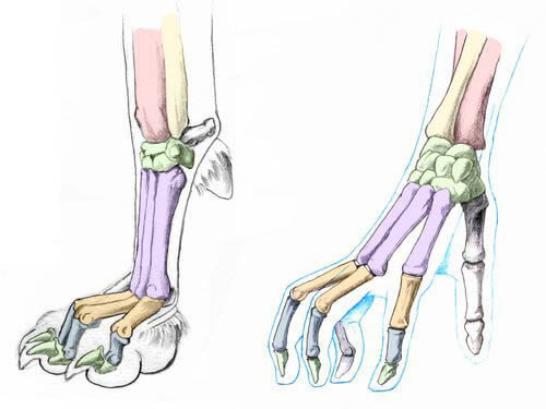 Dog s Paws 30 Amazing Facts Anatomy Shape Size Structure Claws 