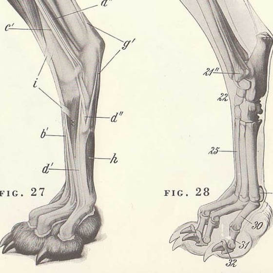 Dog s Paws 30 Amazing Facts Anatomy Shape Size Structure Claws 